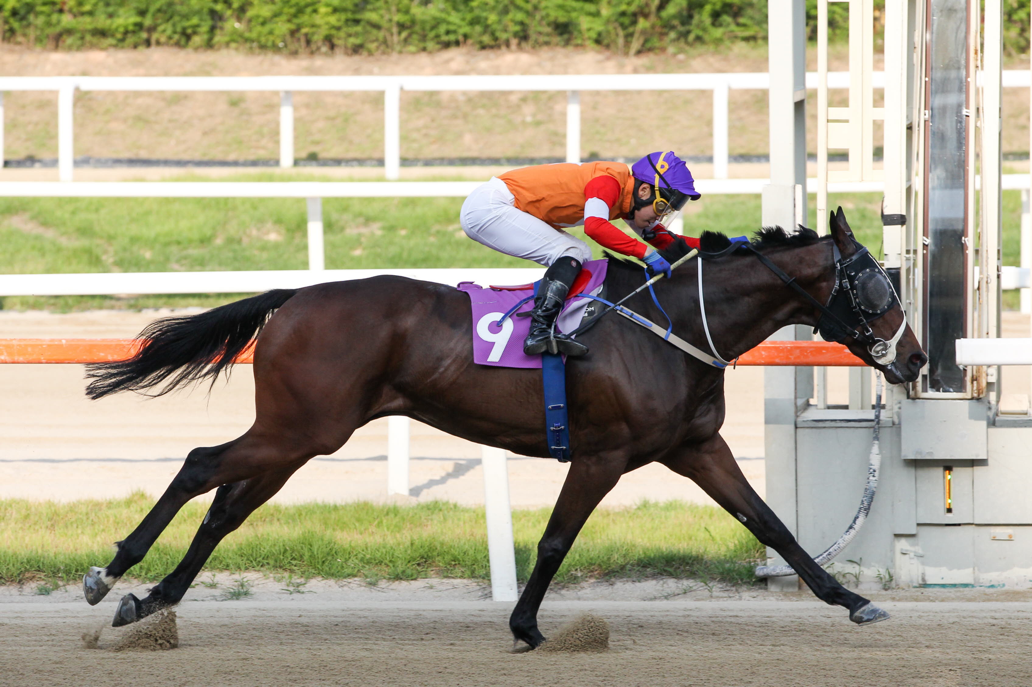 한국마사회 | 홍보센터>보도·입장자료>보도자료